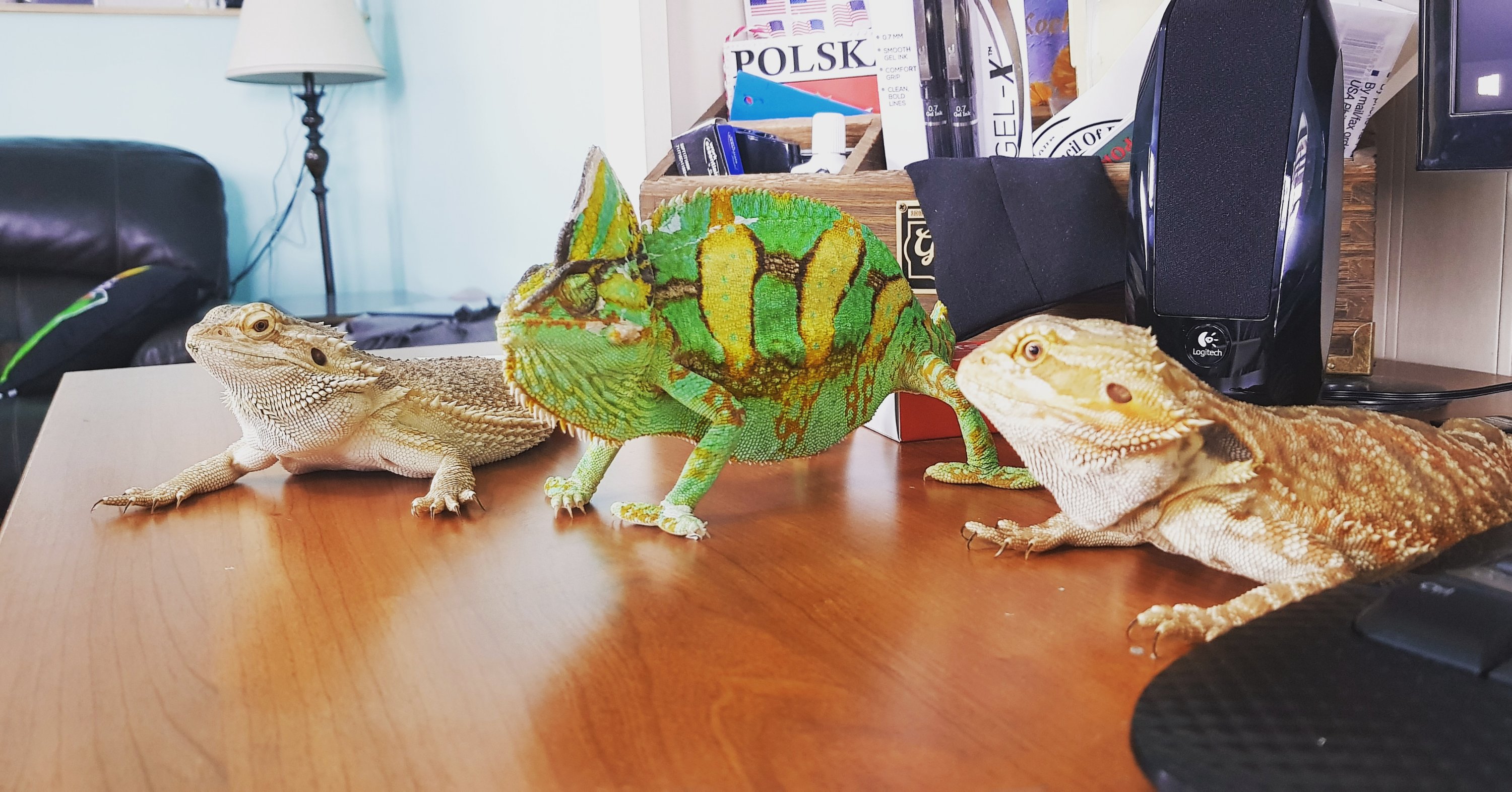 Lizard Party - Mind on Fire Books